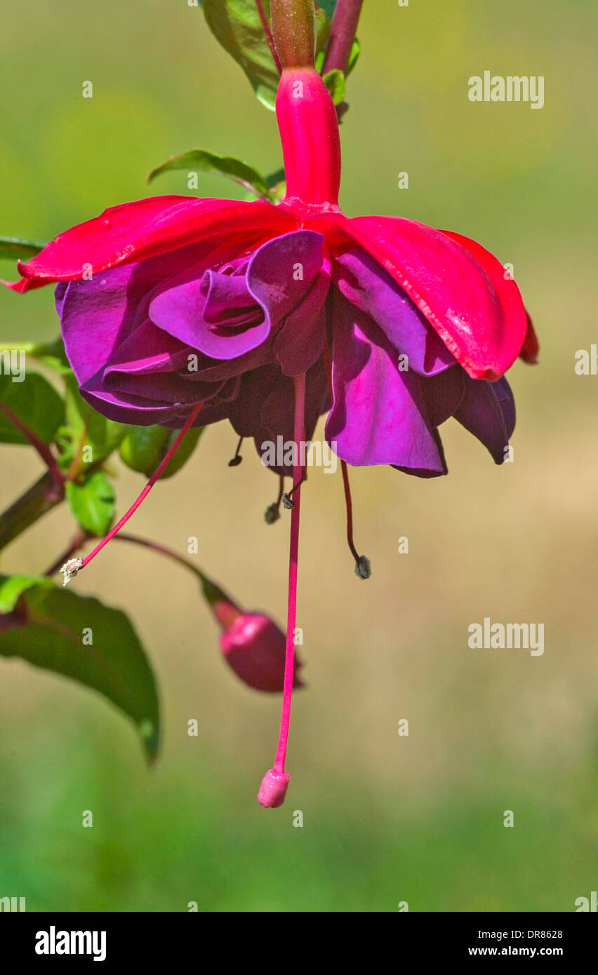 Double otto hi-res stock photography and images - Alamy