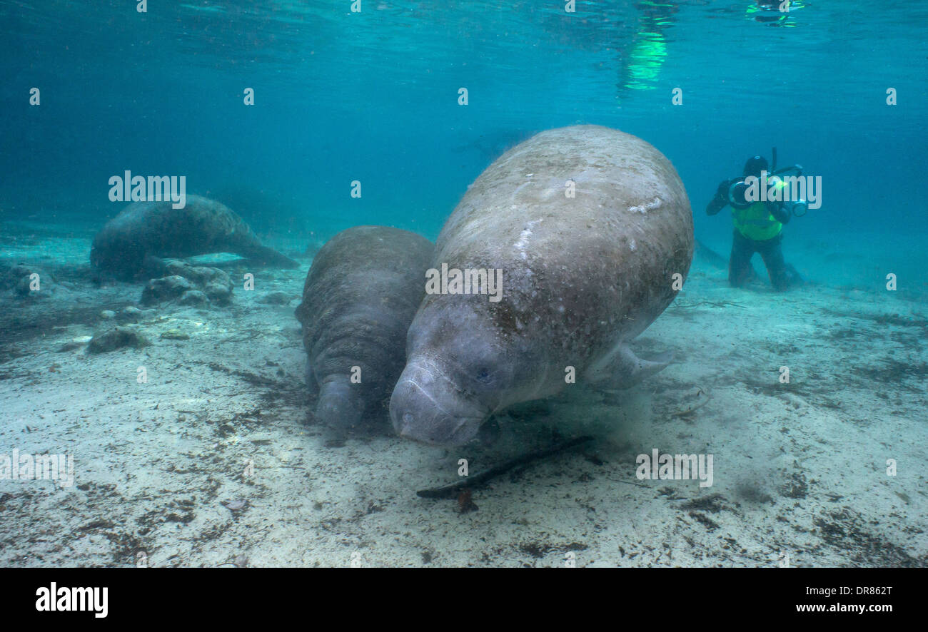 Manatee calf hi-res stock photography and images - Alamy