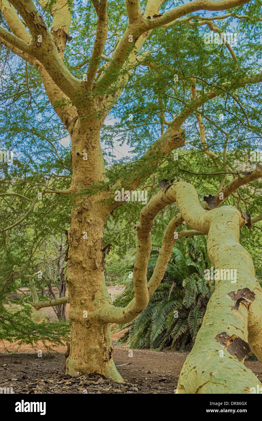 Unique and beautiful African Fever Tree with green and yellow bark ...