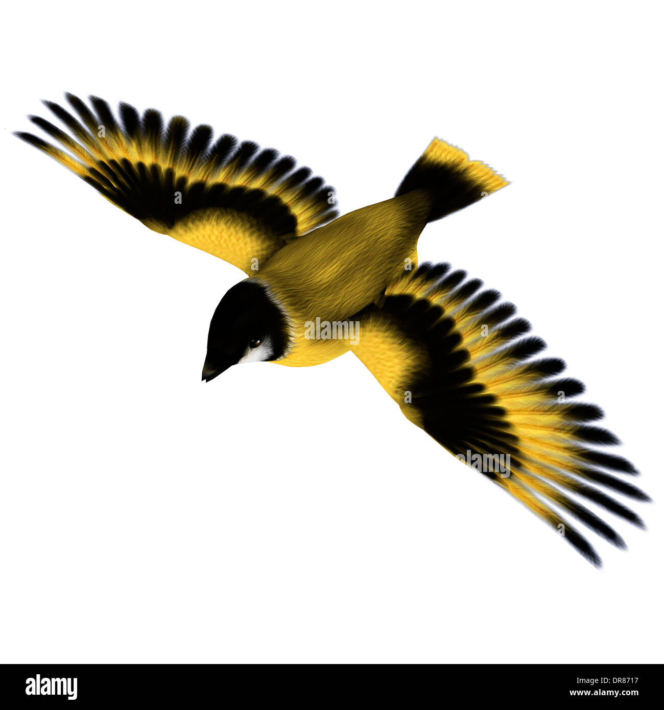 3D digital render of a flying songbird goldfinch isolated on white ...