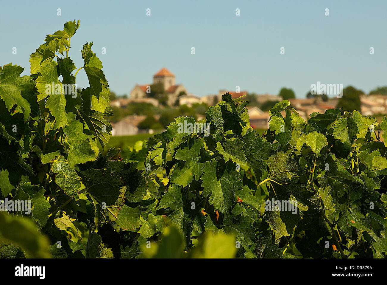 Saint emilion vineyard hi-res stock photography and images - Alamy