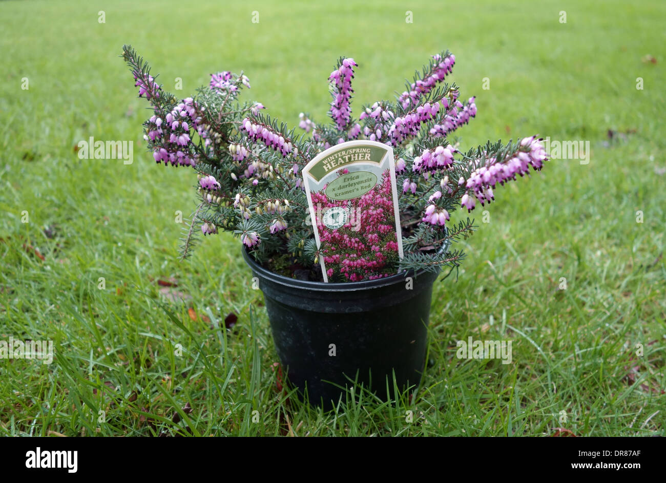 Close up of Erica x darleyensis 'Kramer's Red' in a pot Stock Photo - Alamy