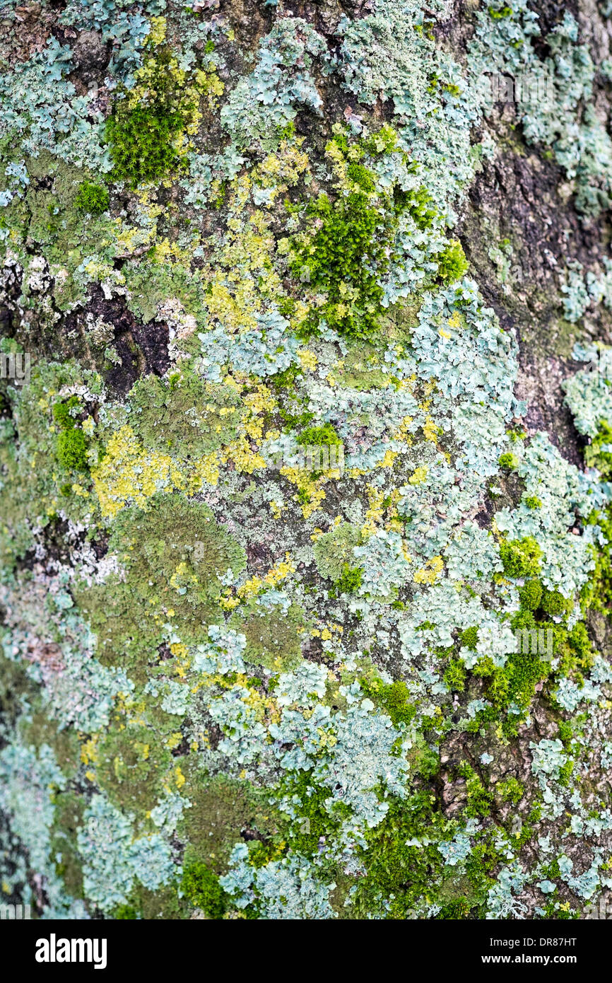Red Lichen On Trees
