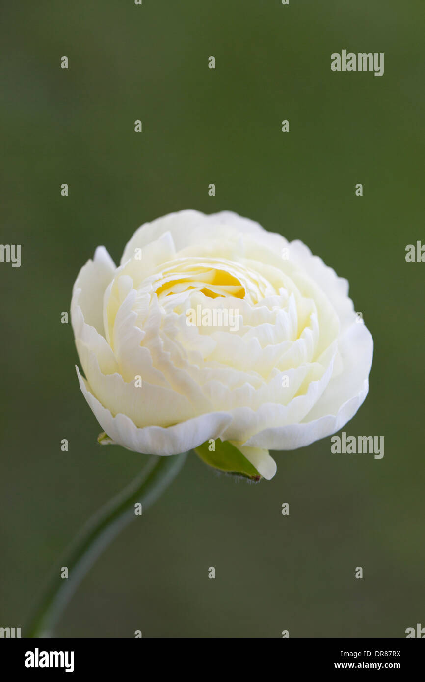 Close up of a single white Ranunculus Asiaticus, flowering in garden in ...