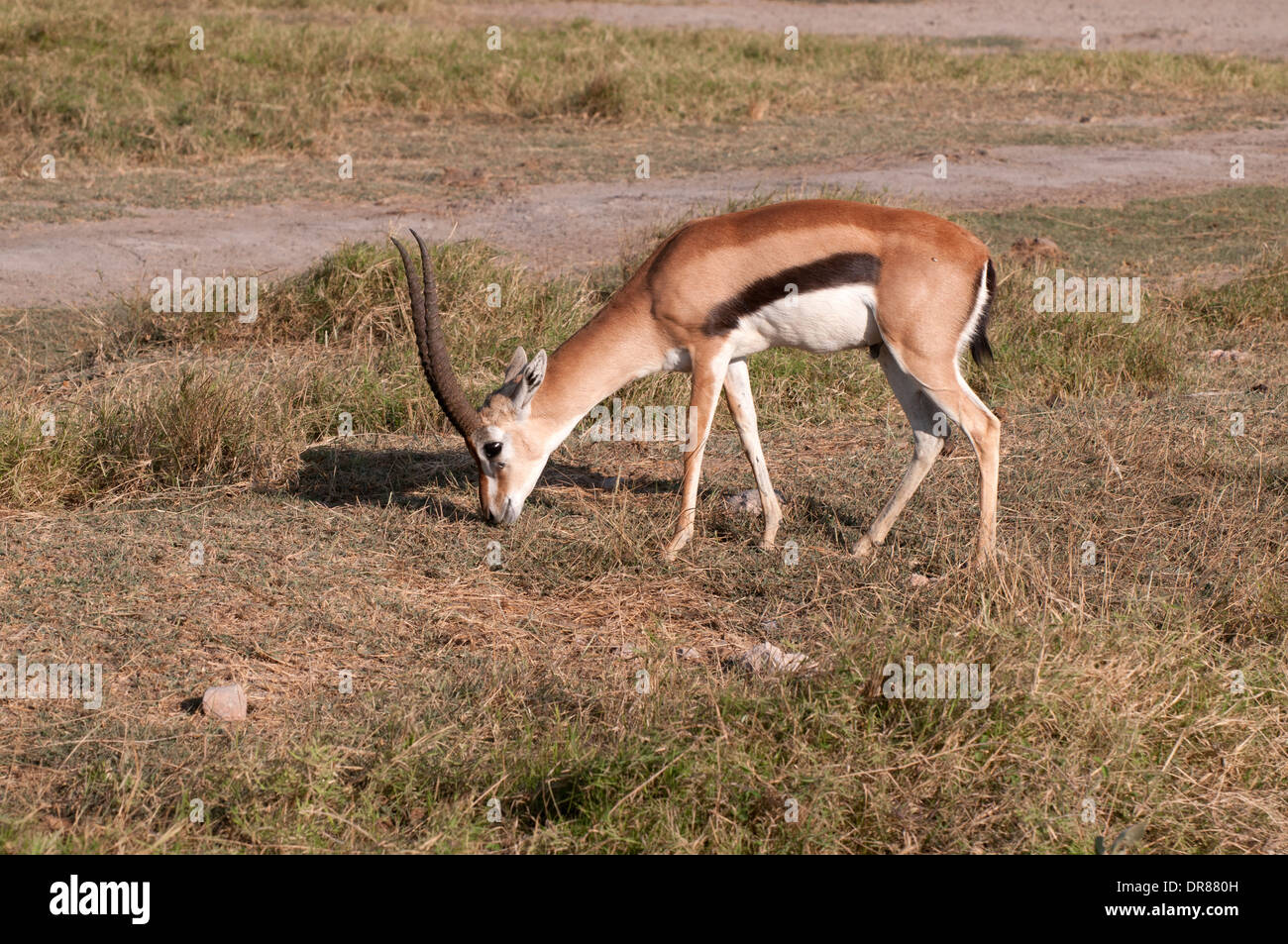Male Thomson’s Gazelle grazing in Amboseli National Park Kenya East ...
