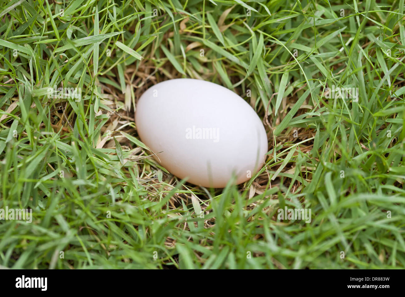 Egg in green grasses hi-res stock photography and images - Alamy