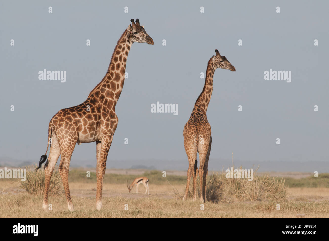 Two Common Giraffe in Amboseli National Park Kenya East Africa Stock ...