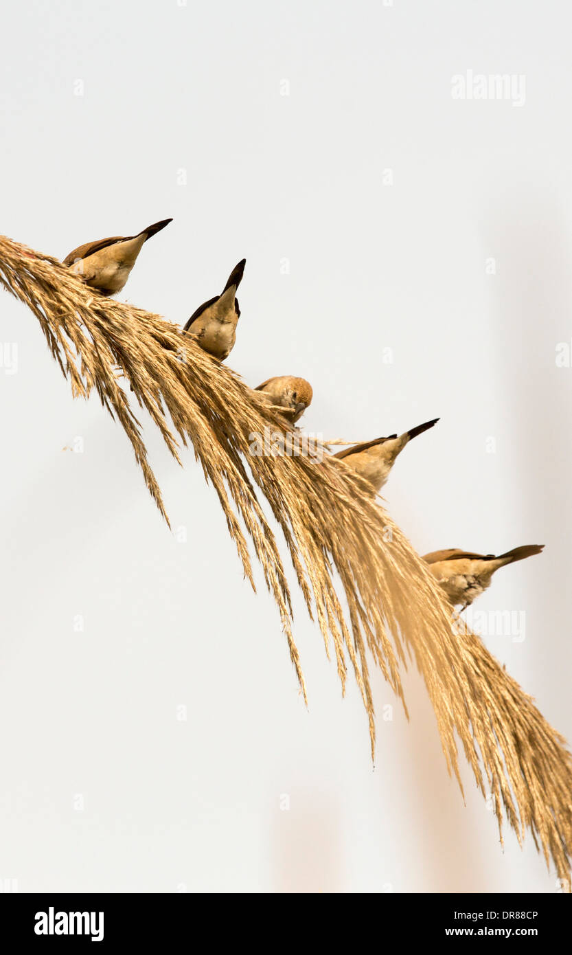 Silverbills hi-res stock photography and images - Alamy