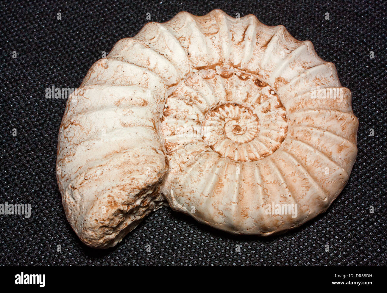 An image of an Ammonite cast Stock Photo - Alamy