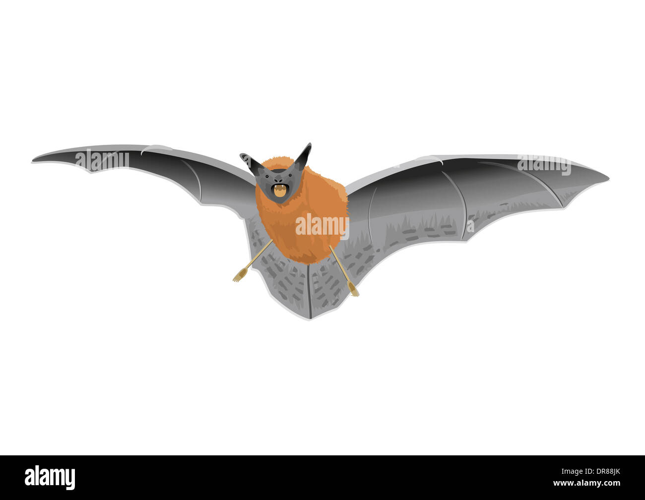 Serotine Bat in flight Stock Photo - Alamy