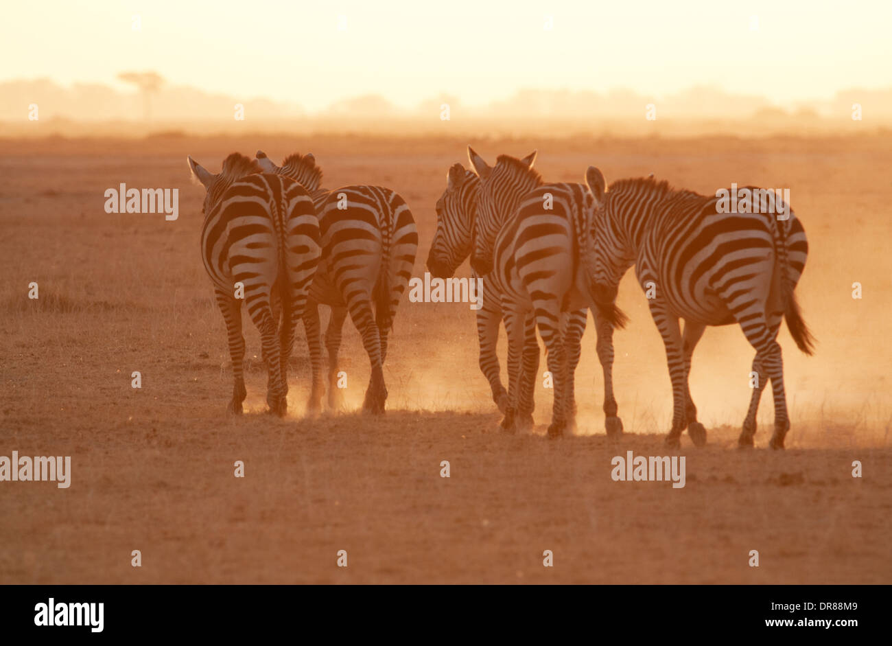 Group of Common Zebra raising golden dust at dusk evening lightin ...