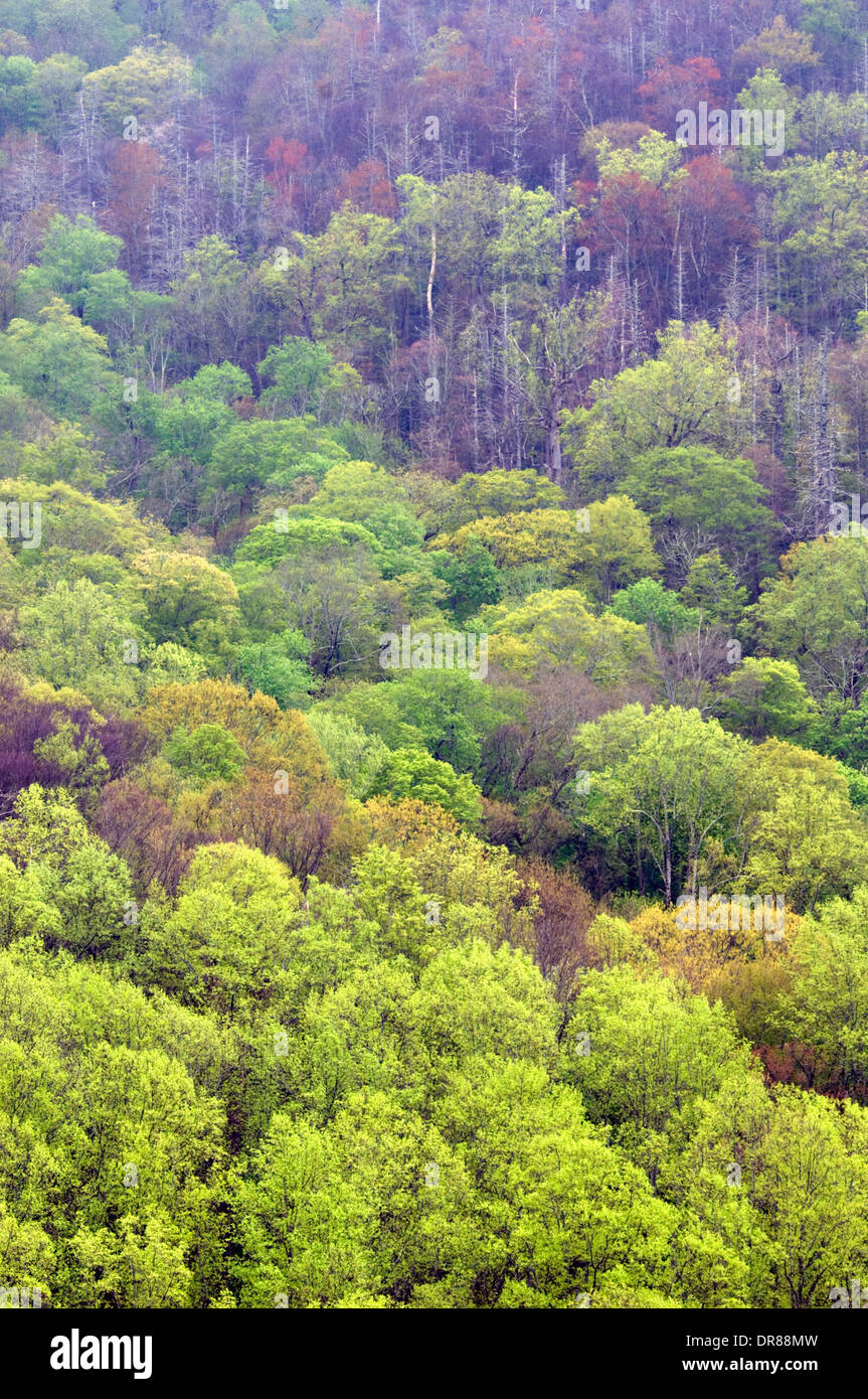Spring Smoky Mountains Great Smoky Mountains National Park: Best Hikes