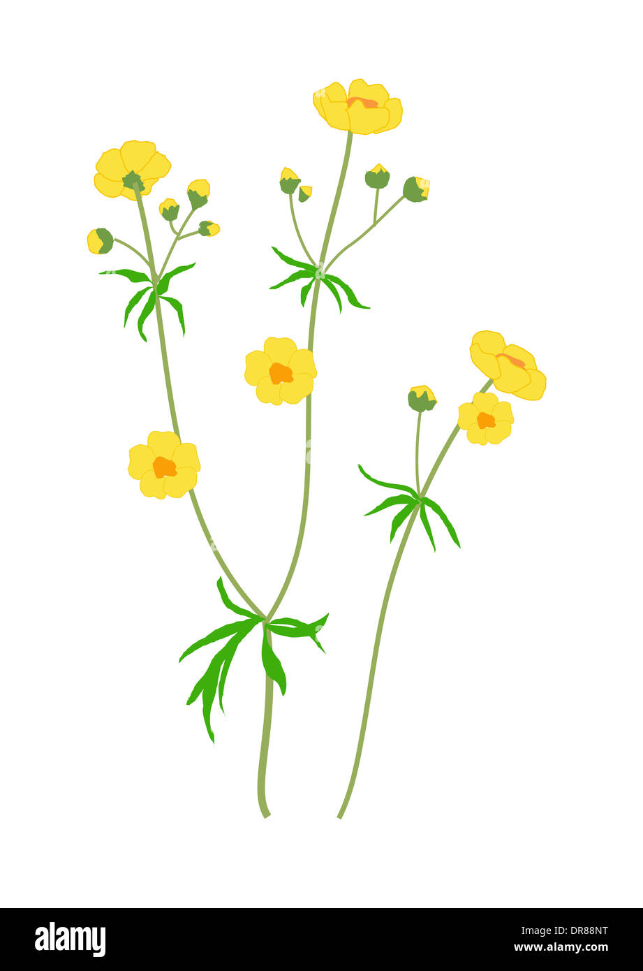 Creeping buttercup uk Cut Out Stock Images & Pictures - Alamy