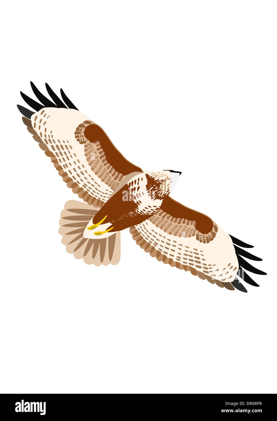 Uk common buzzard Cut Out Stock Images & Pictures - Alamy