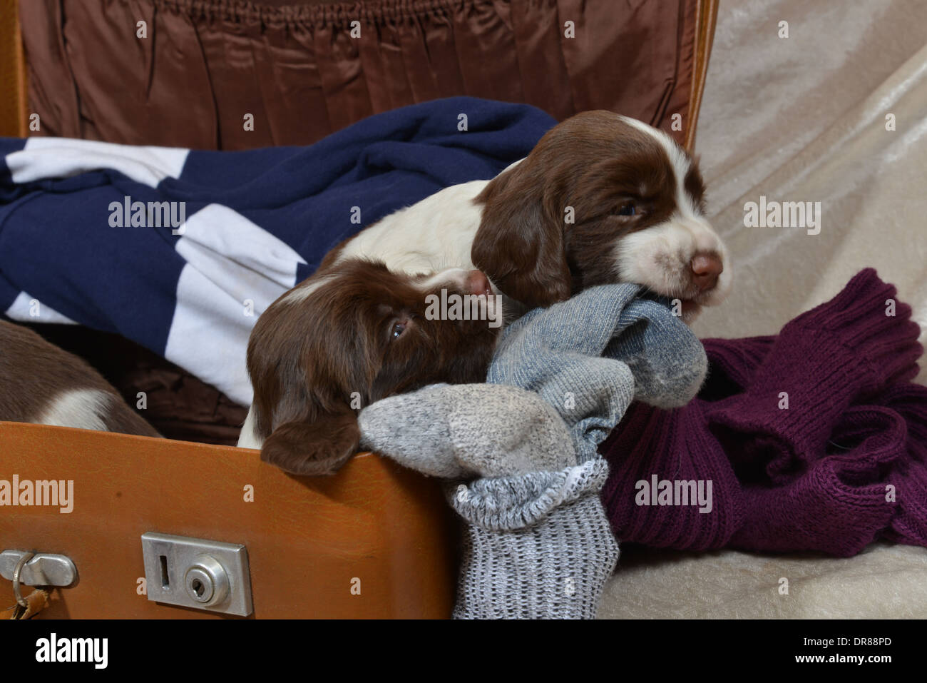Let me out! Stock Photo - Alamy