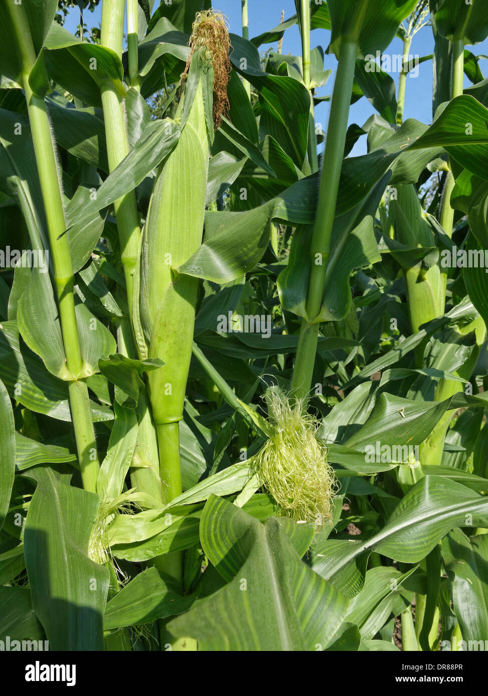 Tassels Sweetcorn High Resolution Stock Photography and Images - Alamy