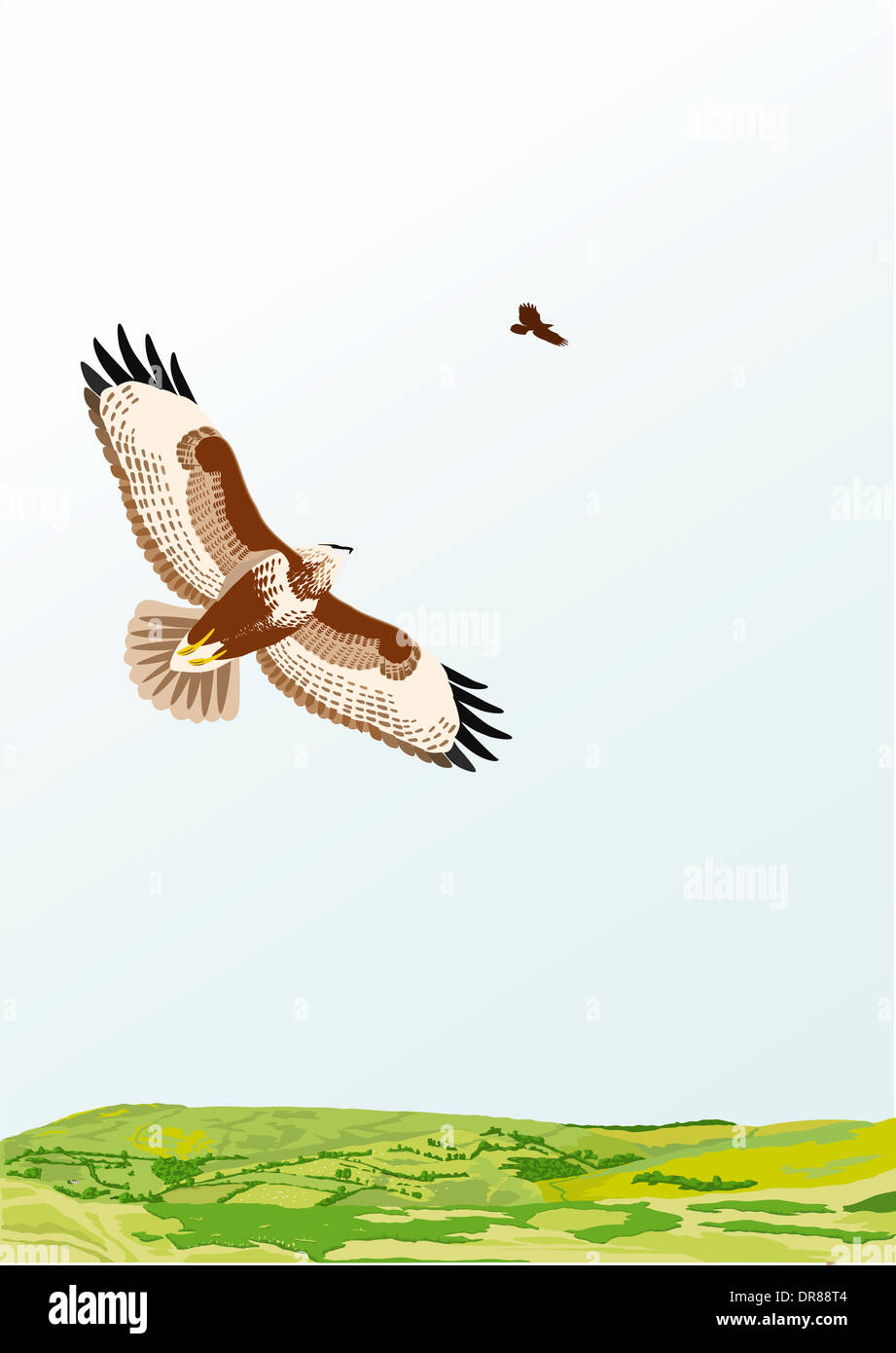 Common Buzzards soring over upland countryside Stock Photo - Alamy