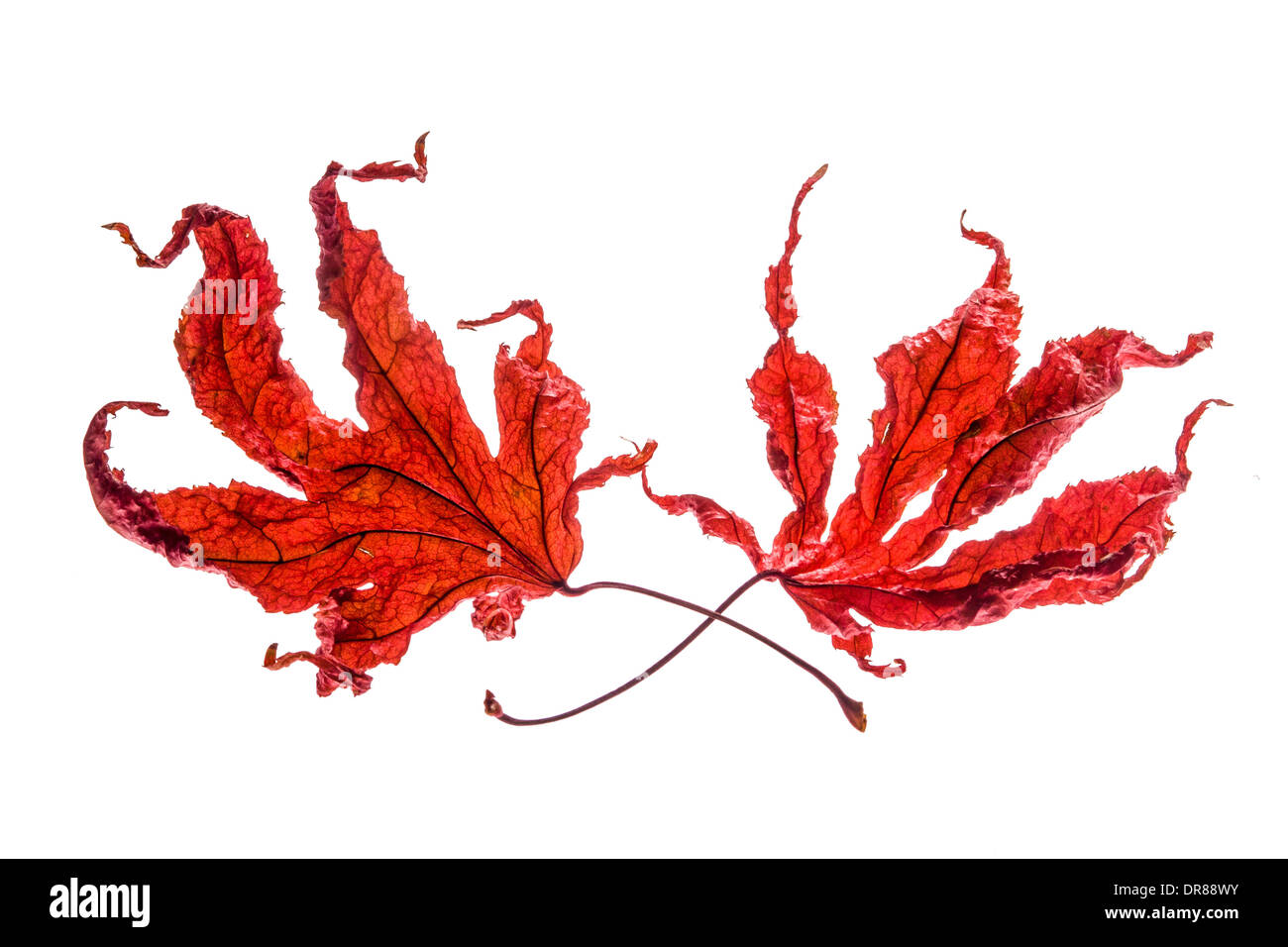 Japanese acer Cut Out Stock Images & Pictures - Alamy