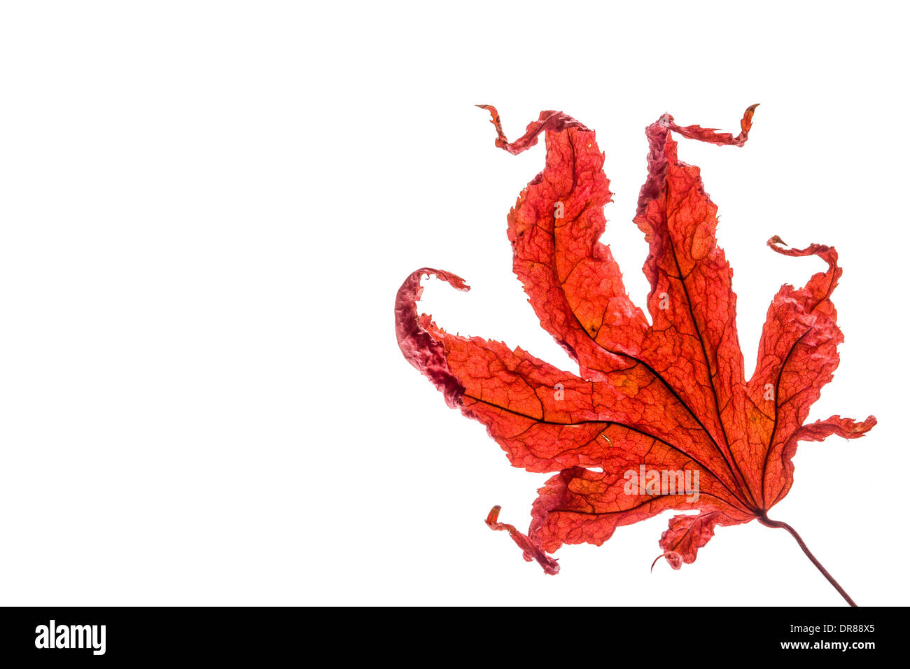 Decomposing Leaf High Resolution Stock Photography and Images - Alamy