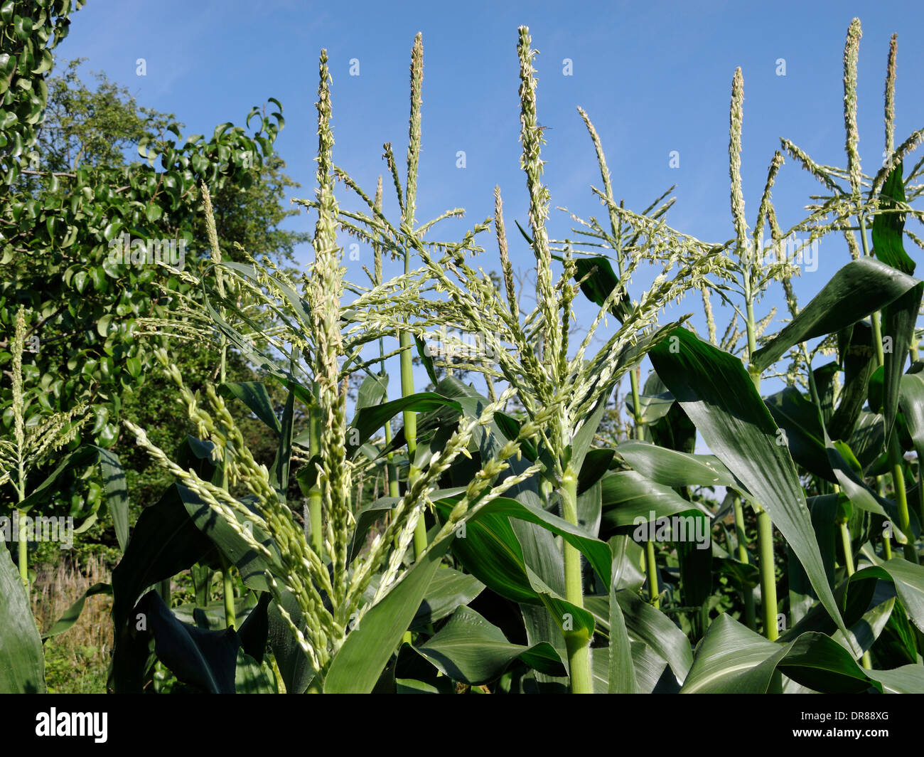 Zea mays uk hi-res stock photography and images - Alamy