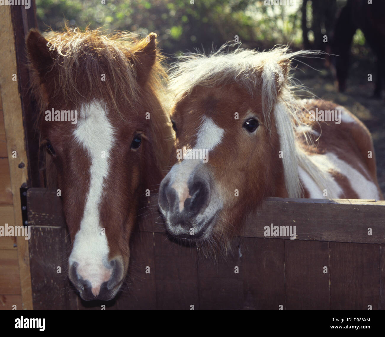 Miniature shetland pony horse tiny hi-res stock photography and images ...