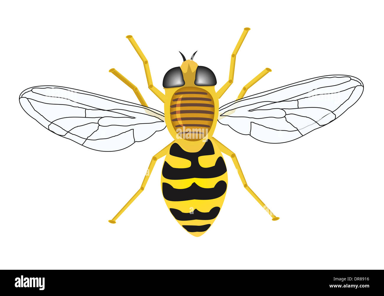 English insect Cut Out Stock Images & Pictures - Alamy