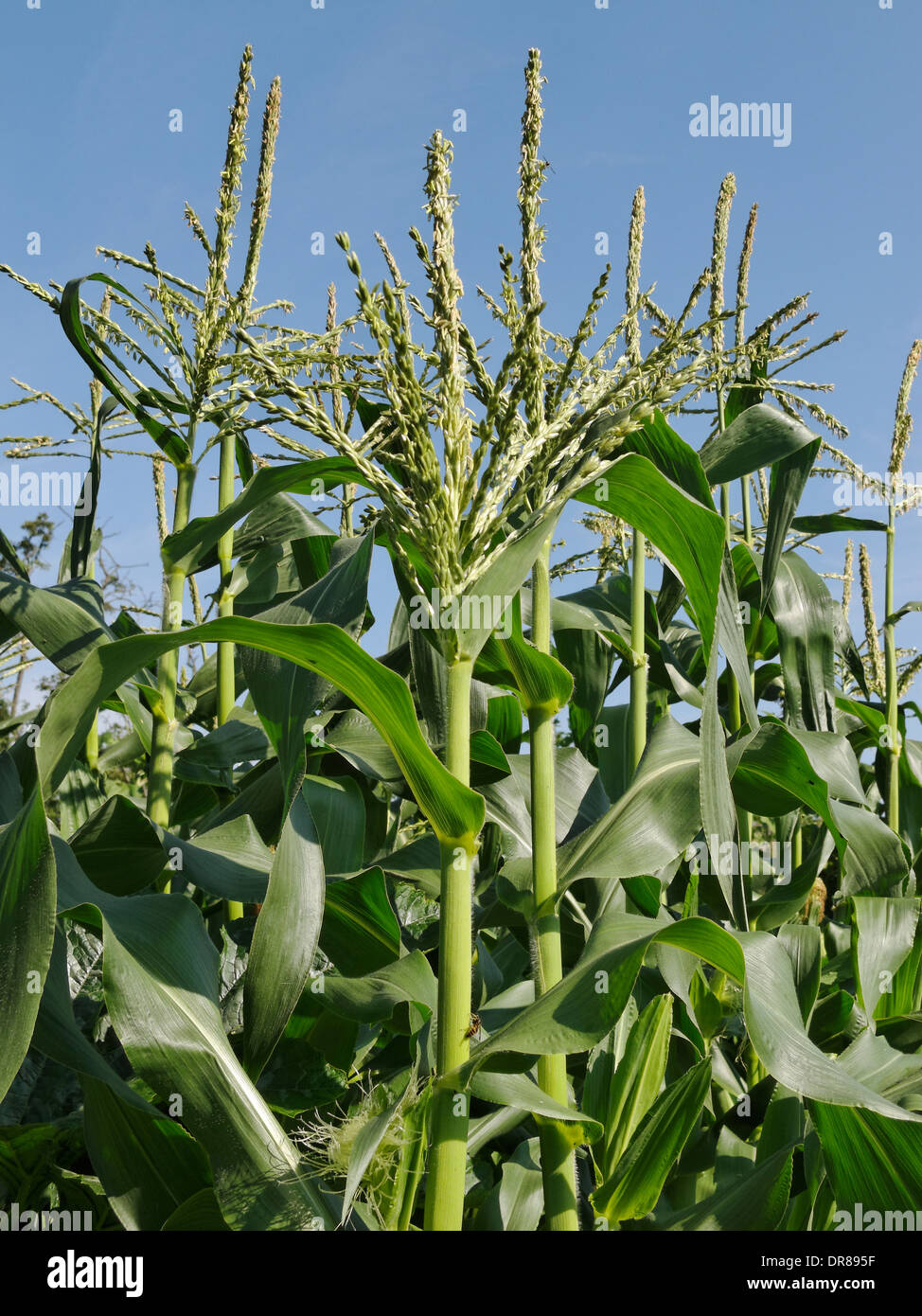 Sweetcorn (Zea Mays) plants growing in a Lincolnshire garden, UK Stock ...
