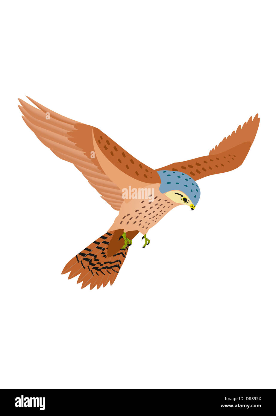 Kestrels great britain hi-res stock photography and images - Alamy