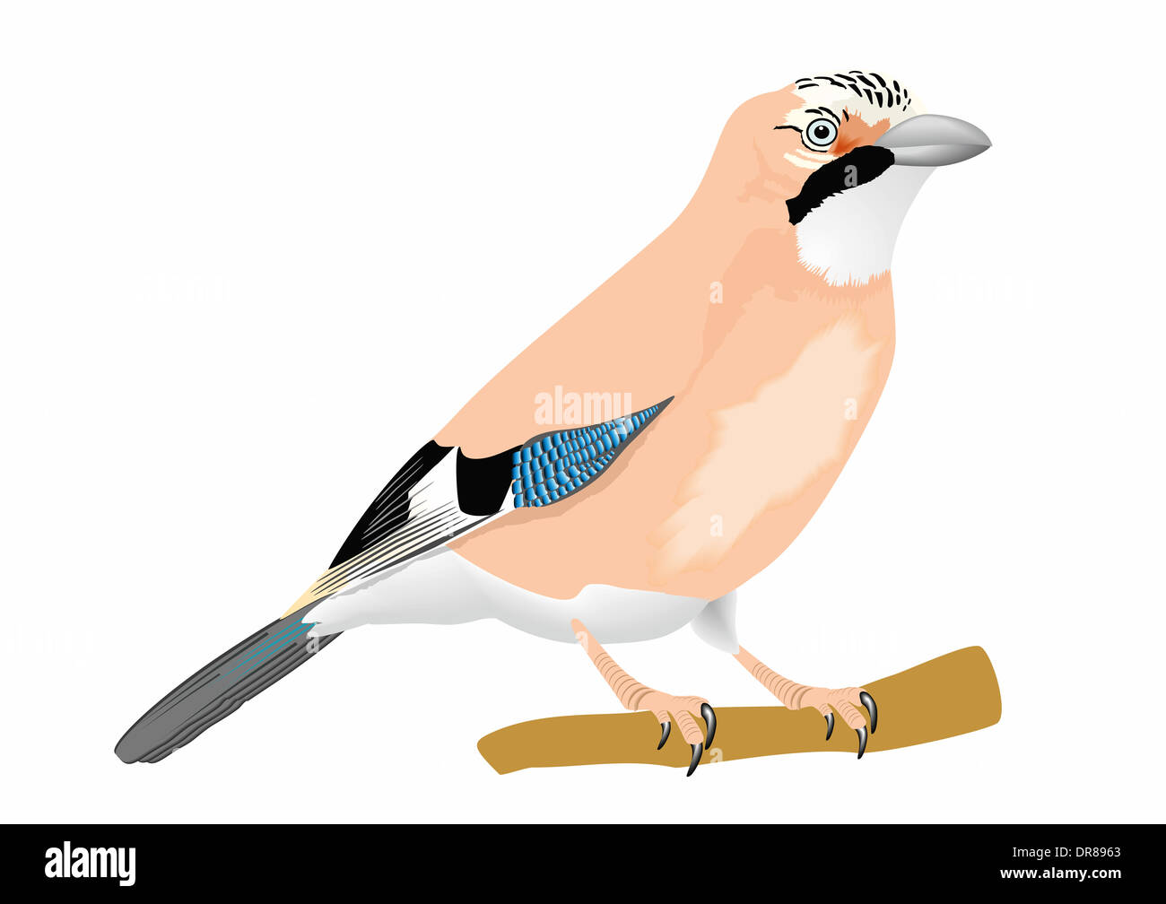 European jay Cut Out Stock Images & Pictures - Alamy