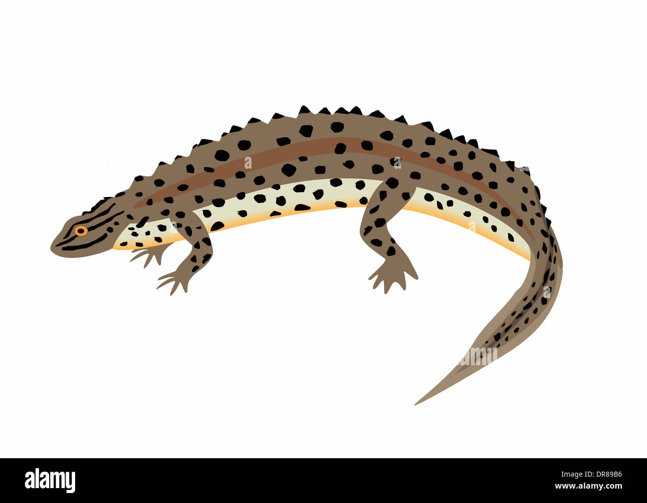 British newts hi-res stock photography and images - Alamy