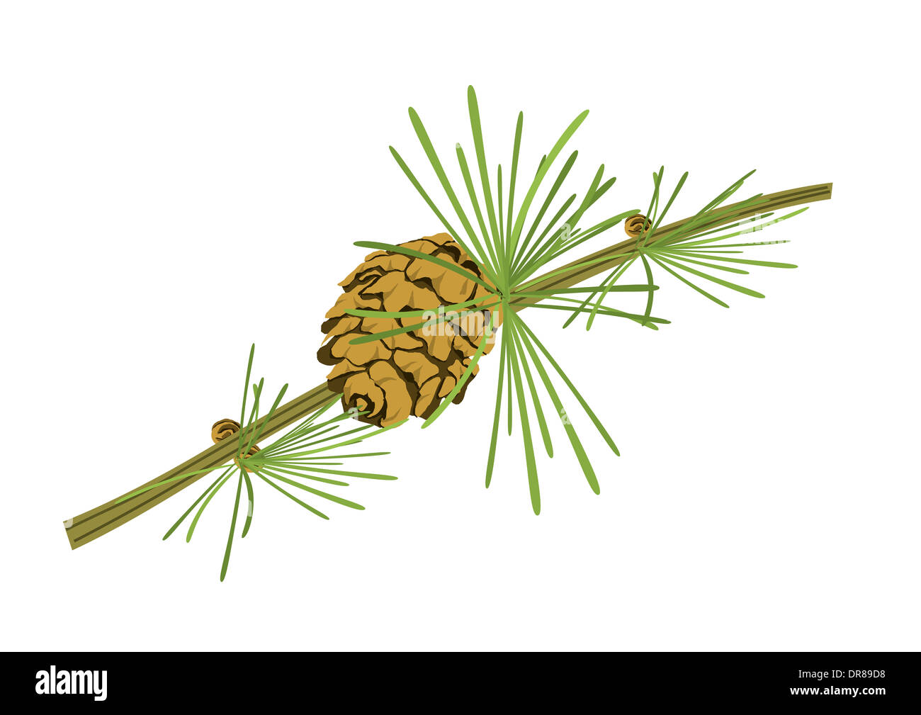 Pine tree Cone Stock Photo - Alamy