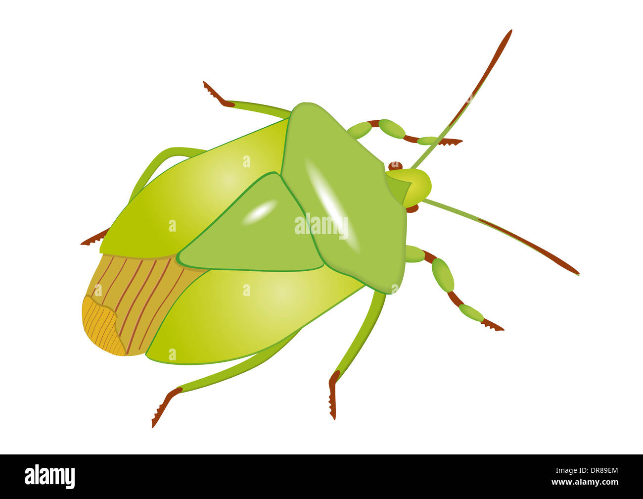 The common Green Shield Bug Stock Photo - Alamy