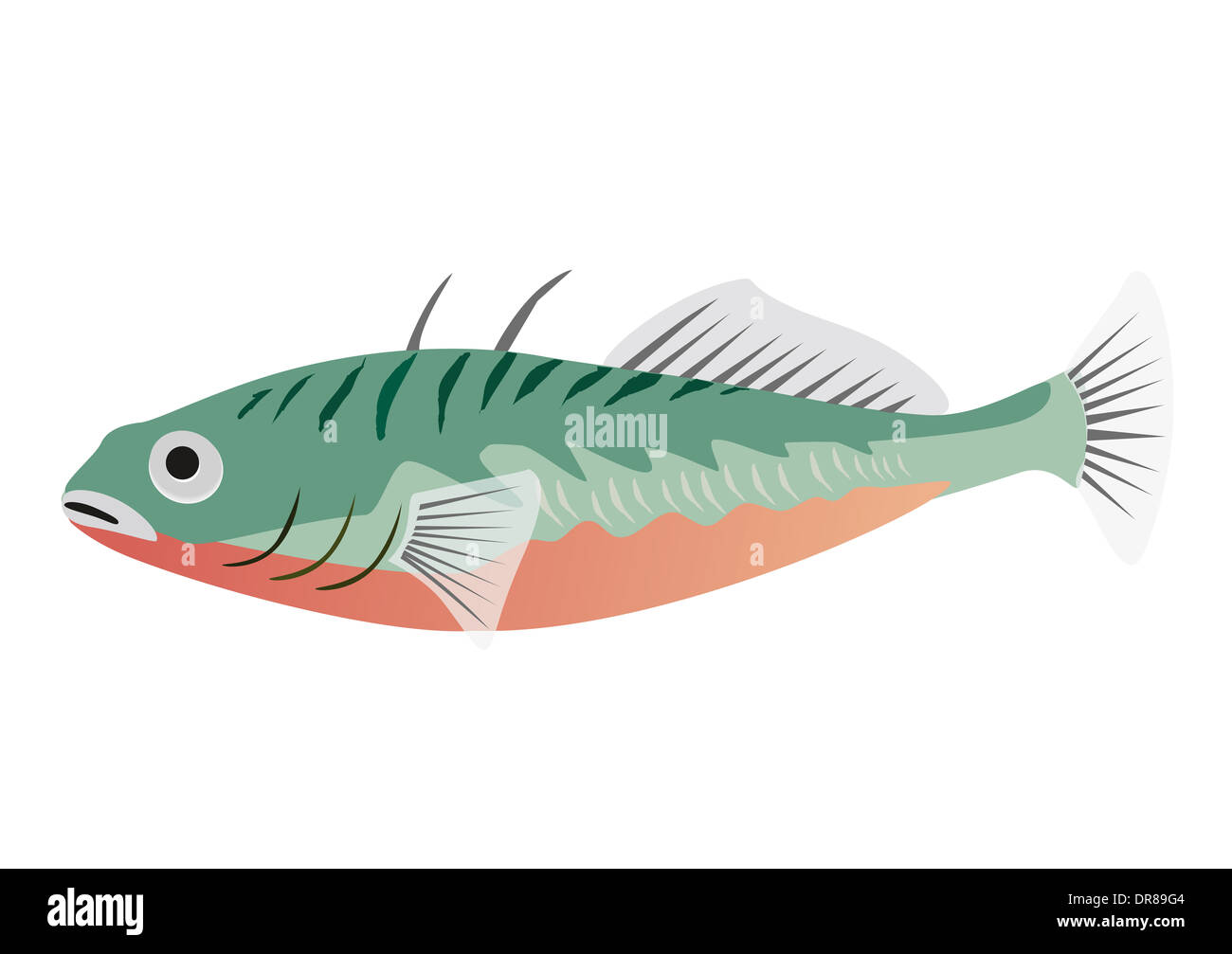 Sticklebacks Cut Out Stock Images & Pictures - Alamy