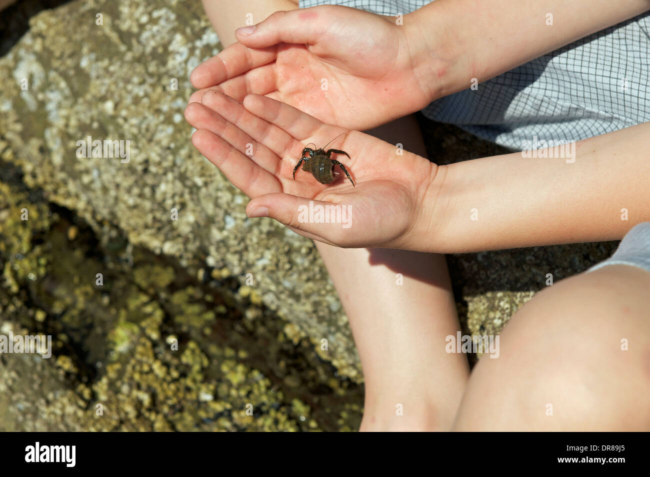Barnacle covered rocks beach hi-res stock photography and images - Alamy