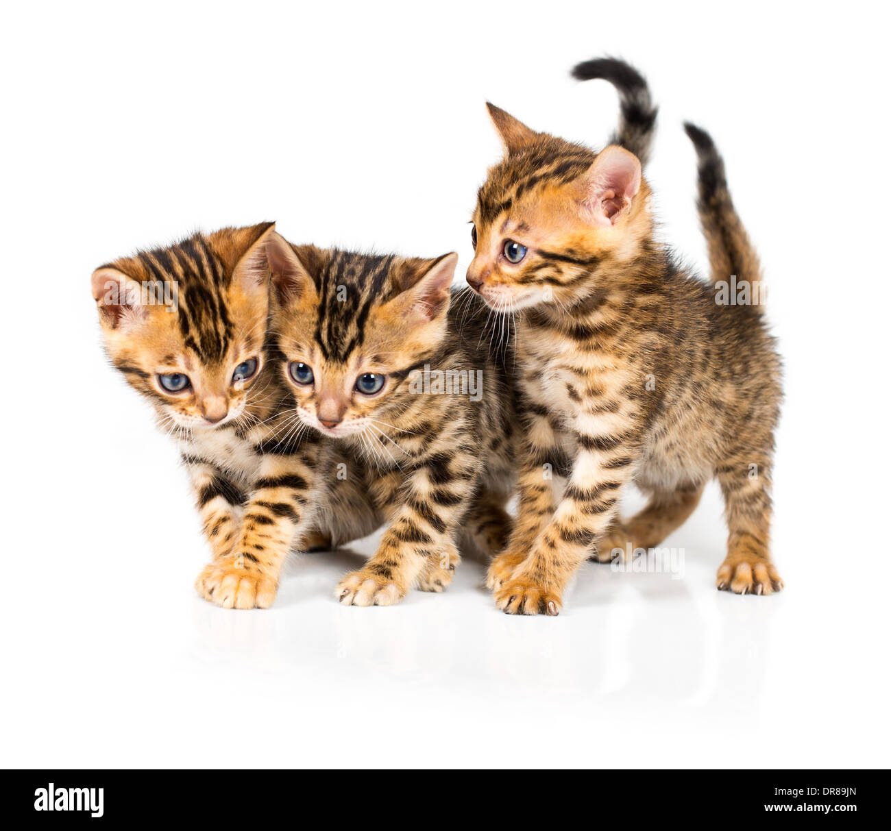 White Baby Bengal Cat