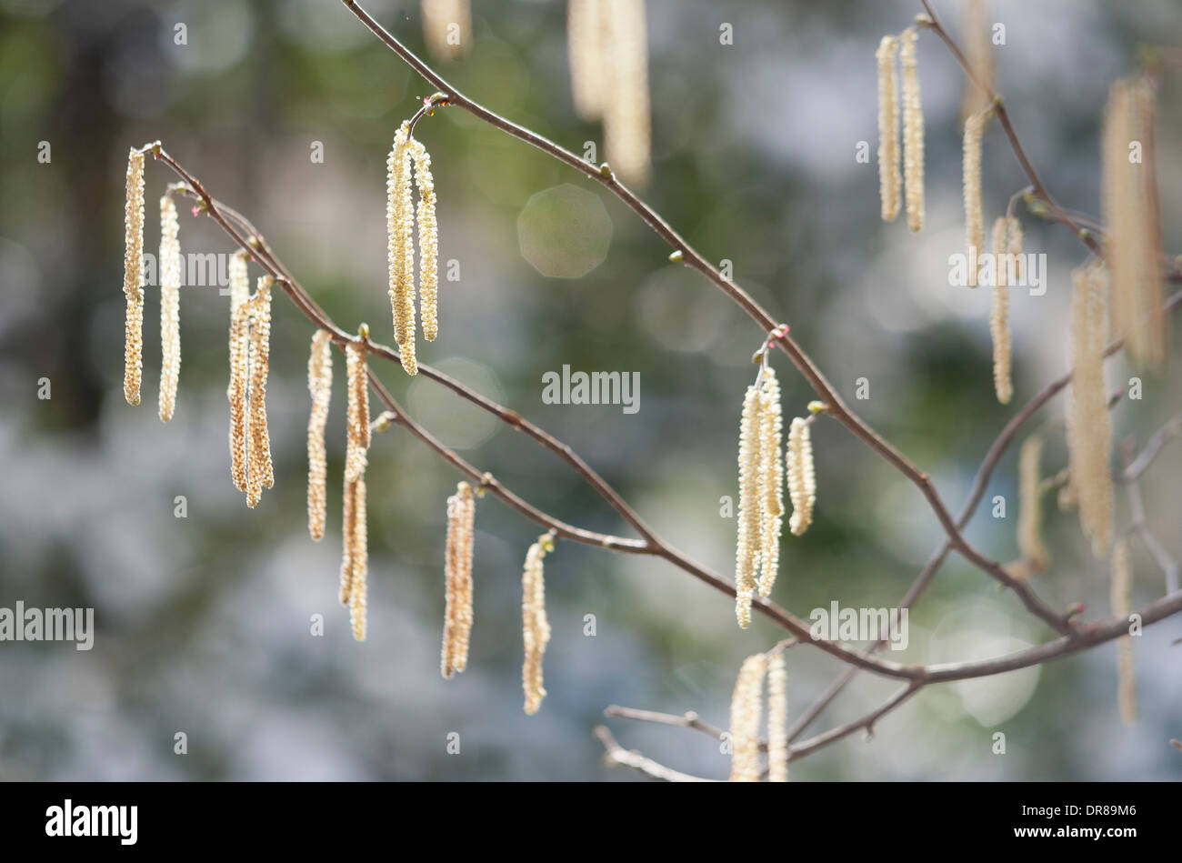 Twig and florescence of a hazel tree with pollen Stock Photo - Alamy