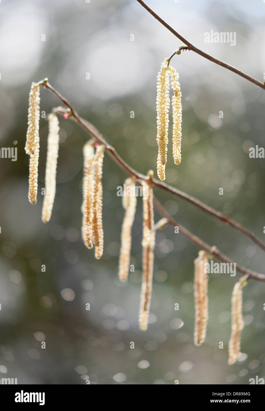 Fever bush hi-res stock photography and images - Alamy