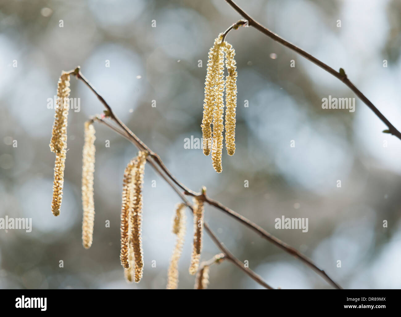 Twig and florescence of a hazel tree with pollen Stock Photo - Alamy