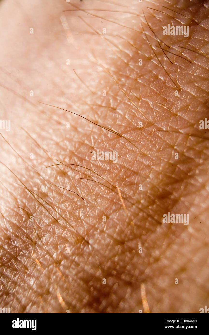 Skin and hair on back of hand Stock Photo - Alamy