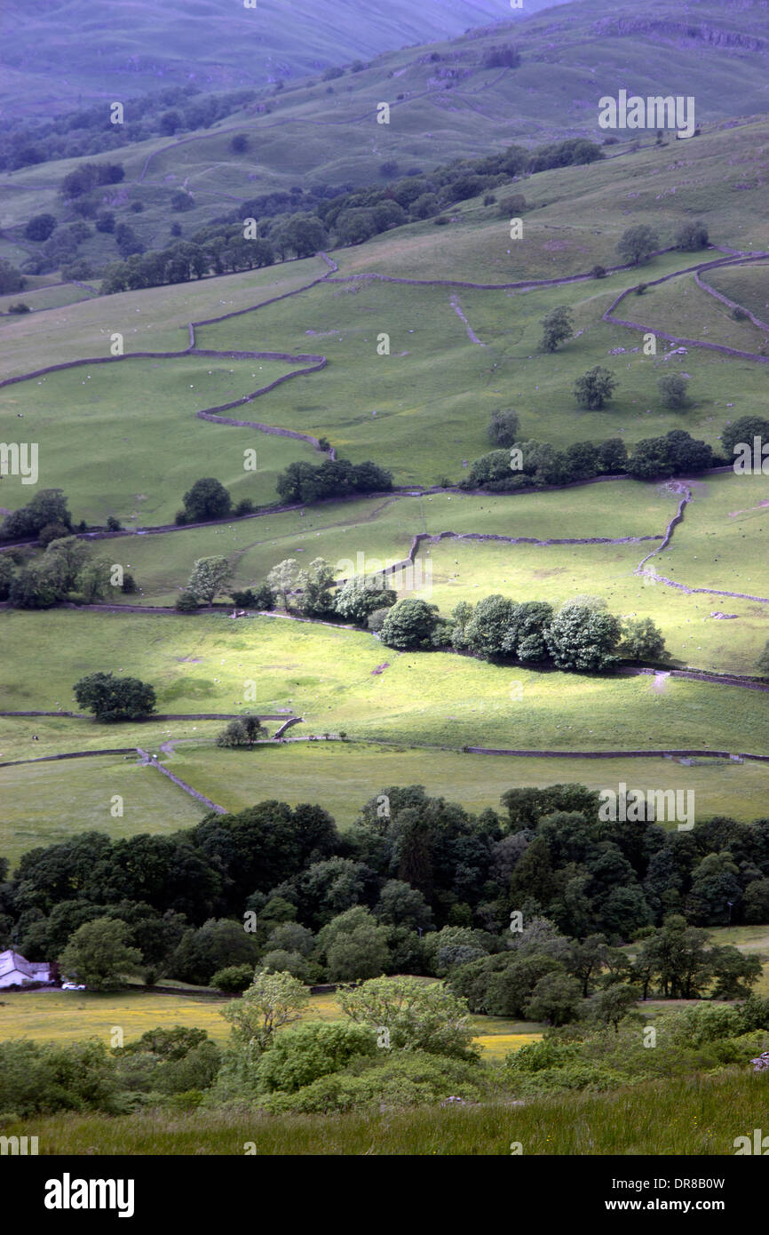 ambleside hillside with sunlight highlighted tree line Stock Photo - Alamy