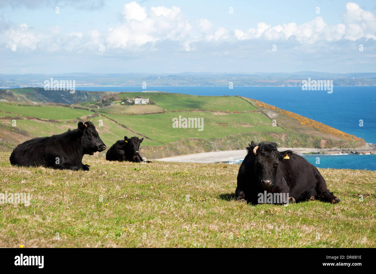 Cow lying down hi-res stock photography and images - Alamy
