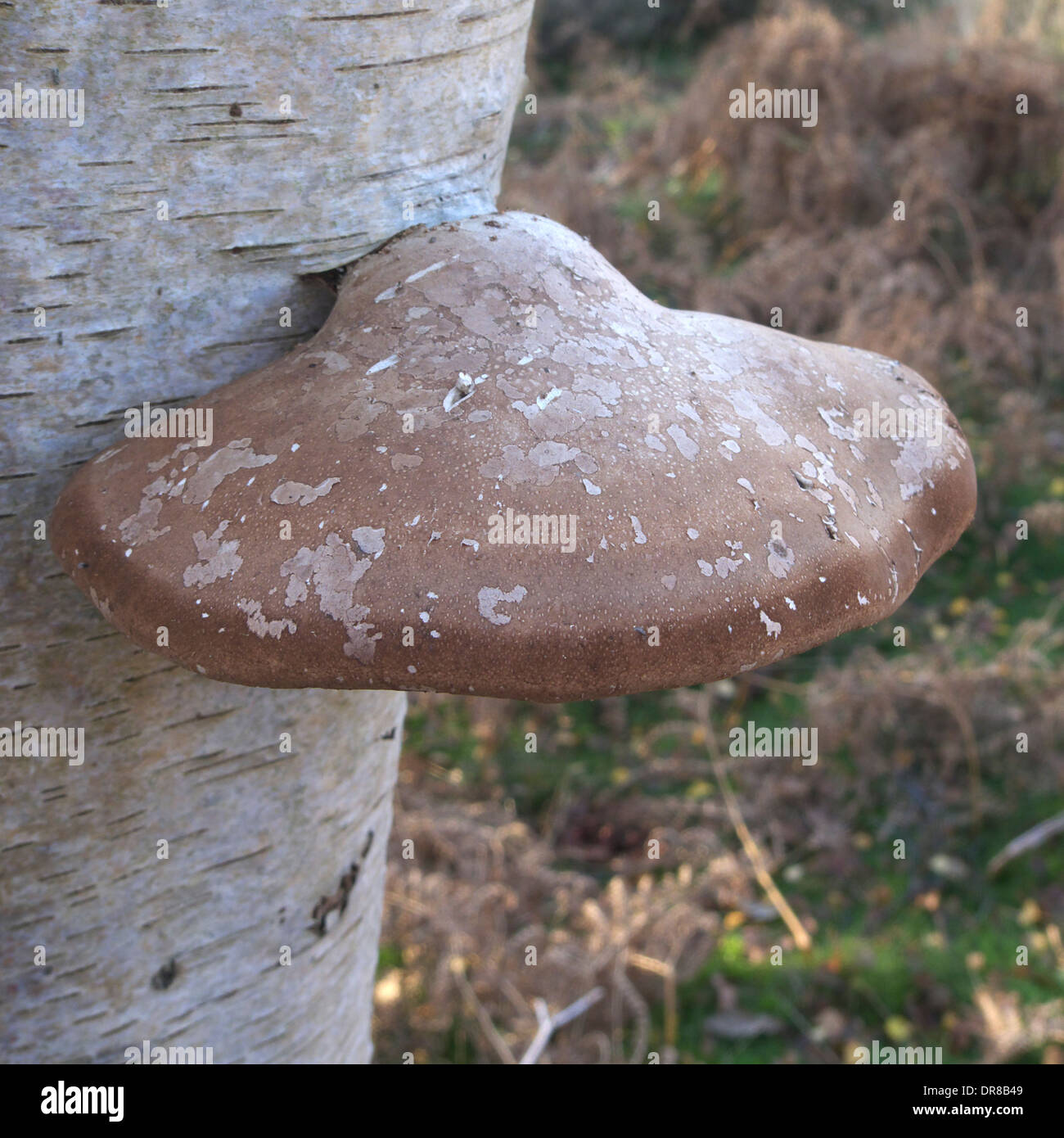Birch Bracket Fungi ( Piptoporus betulinus ) Growing on a Silver Birch ...