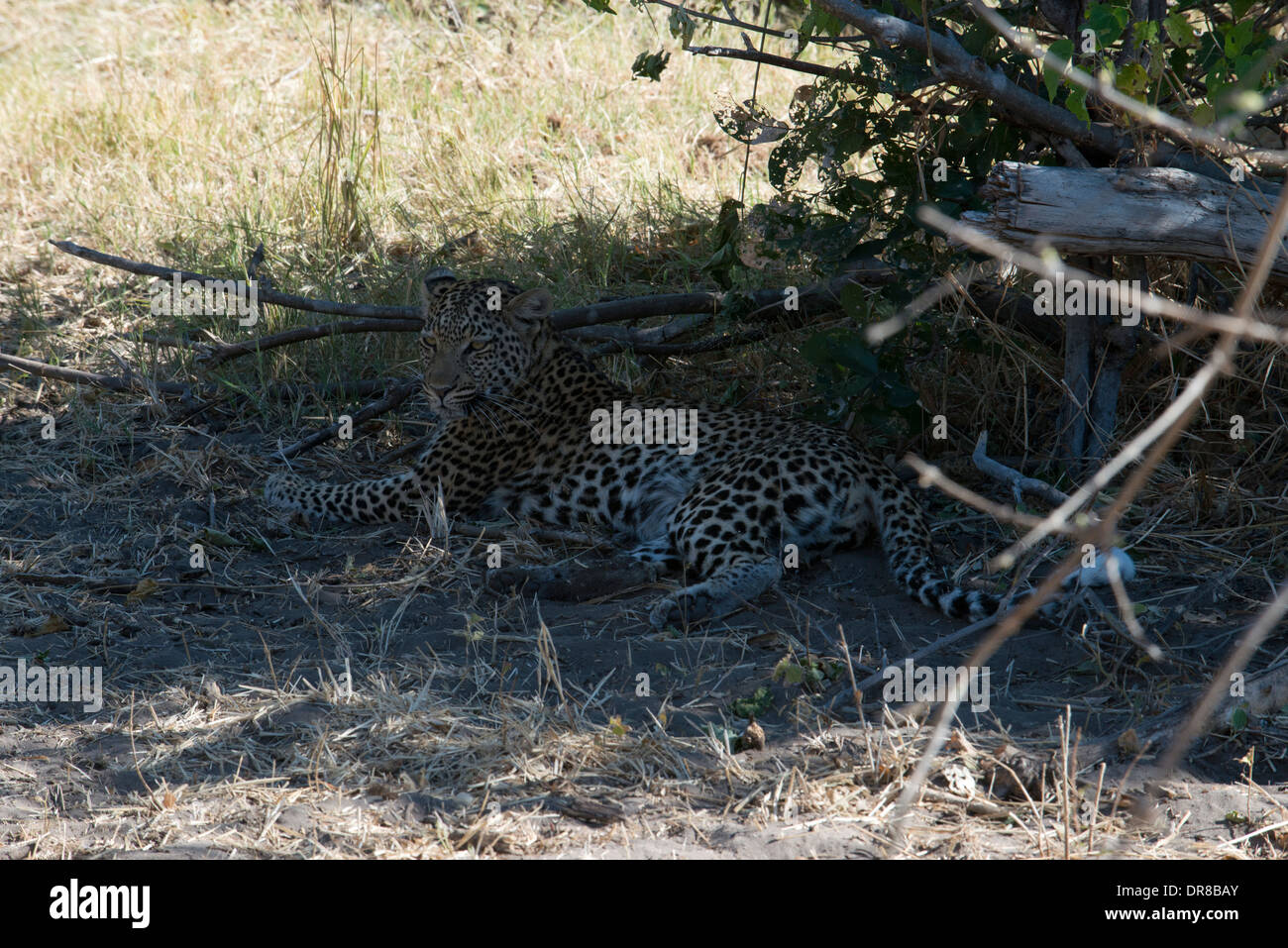 Leopard between trees hi-res stock photography and images - Alamy