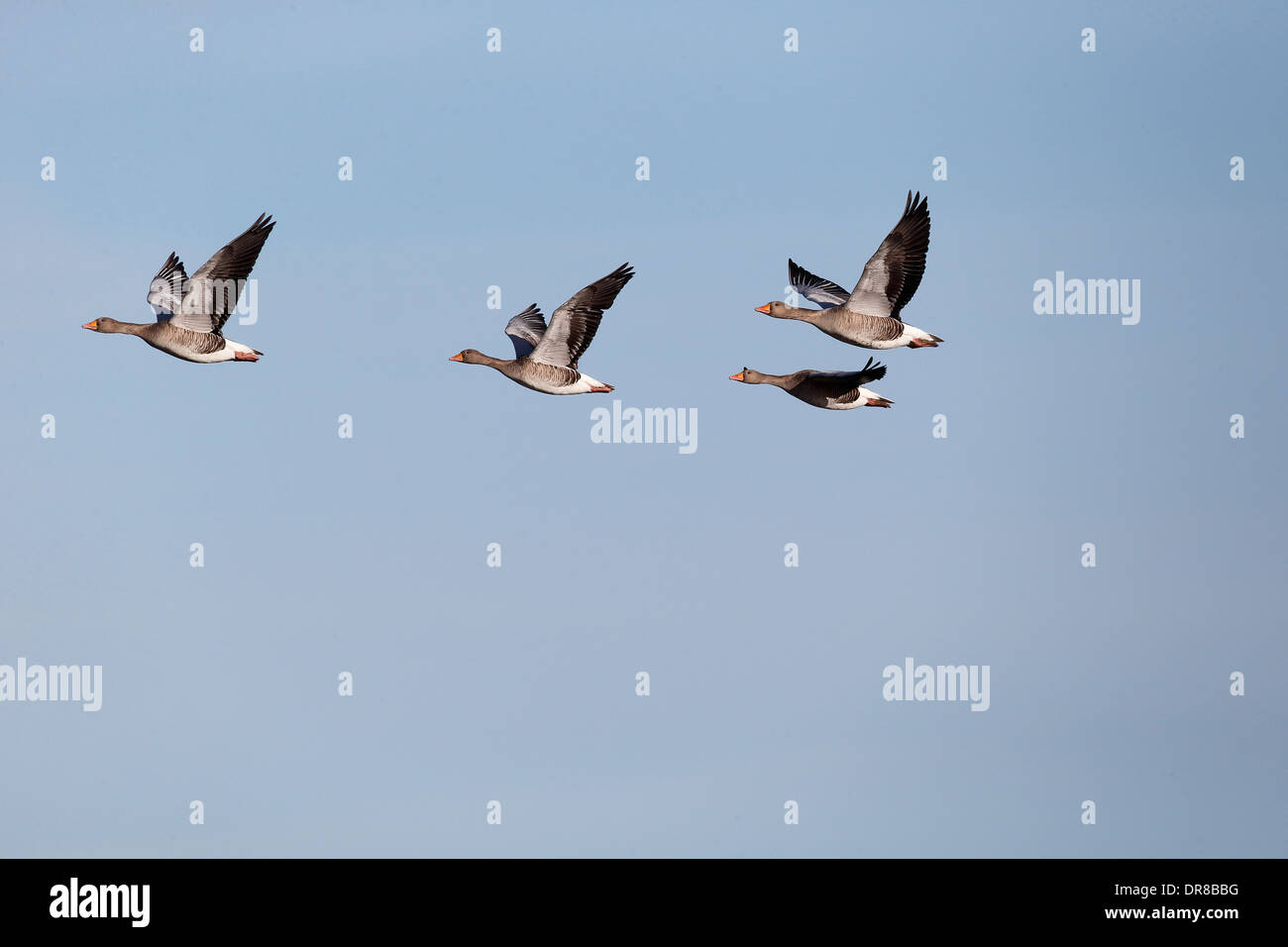 Greylag goose, Anser anser, four birds in flight, Gloucestershire ...