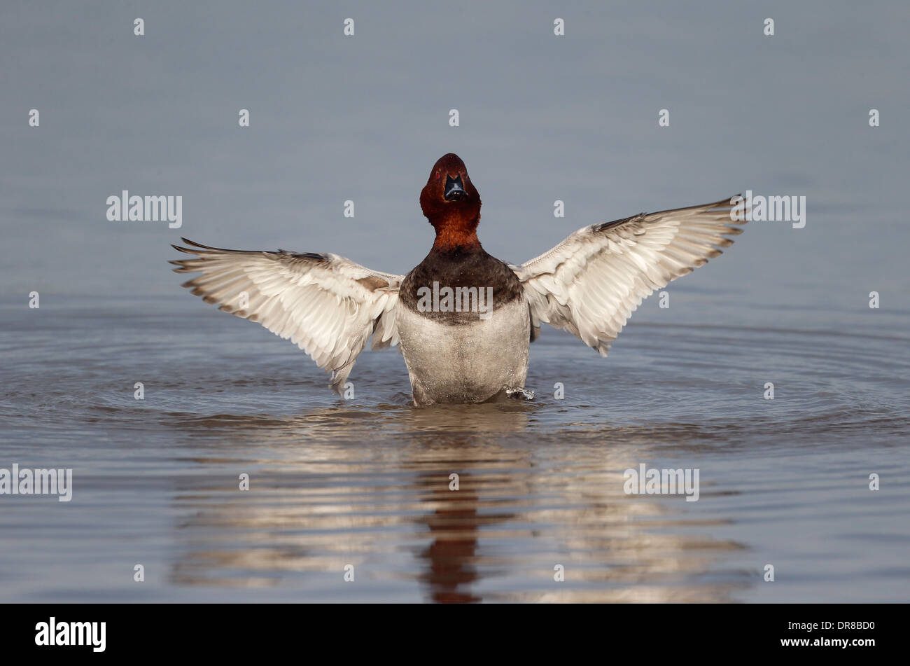 Water wing hi-res stock photography and images - Alamy