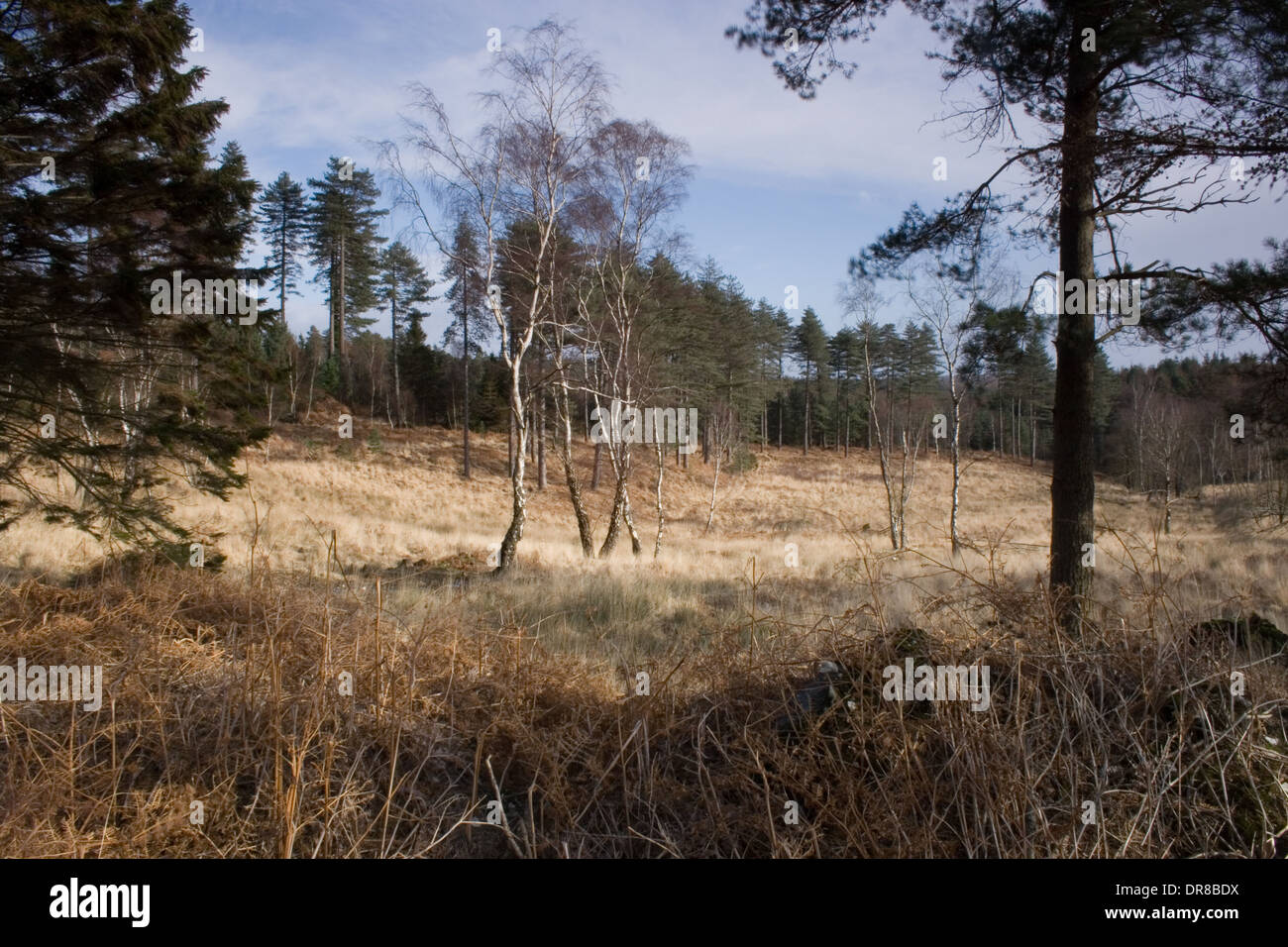 New Forest View Stock Photo - Alamy