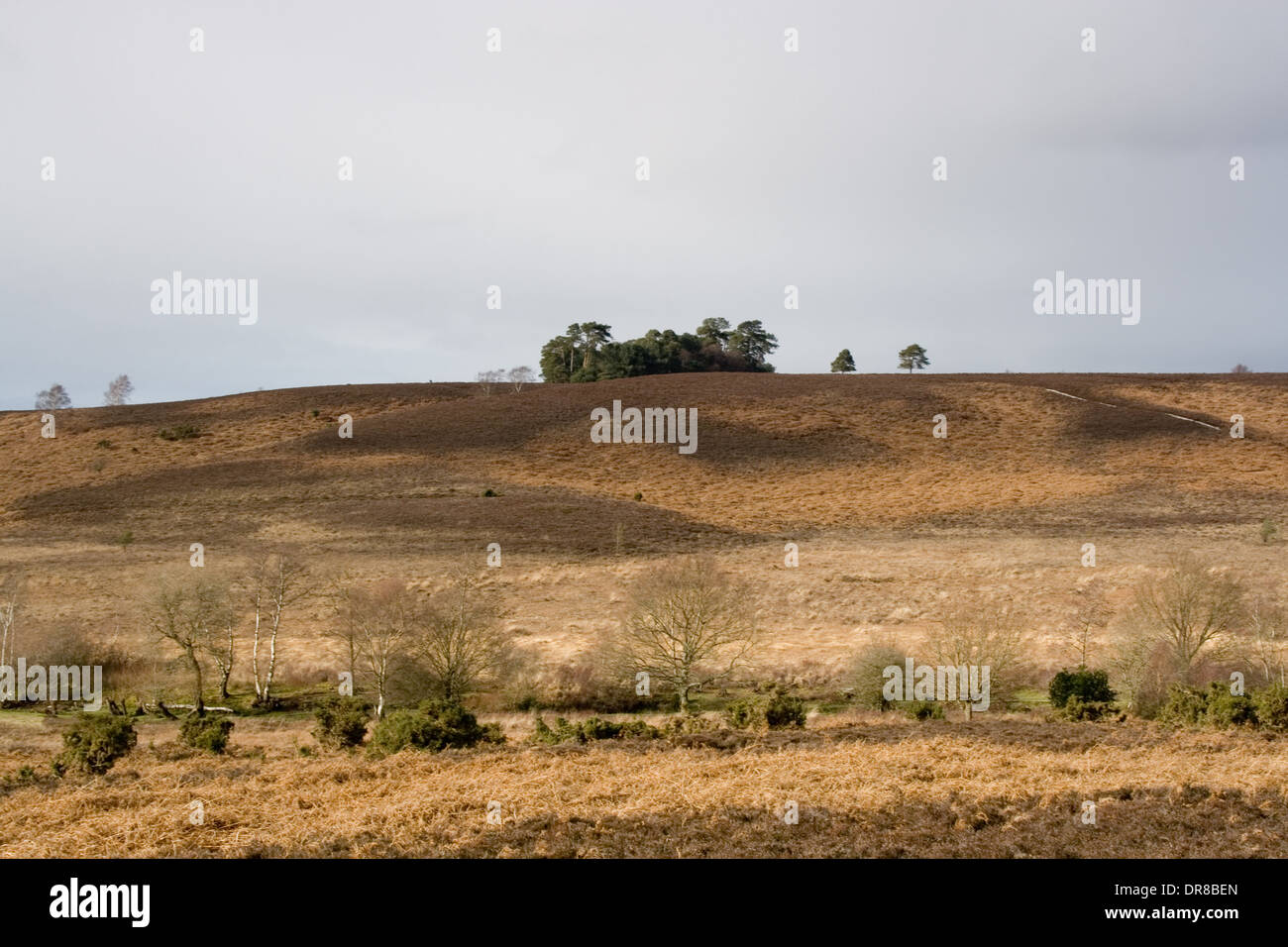 New Forest view Stock Photo - Alamy