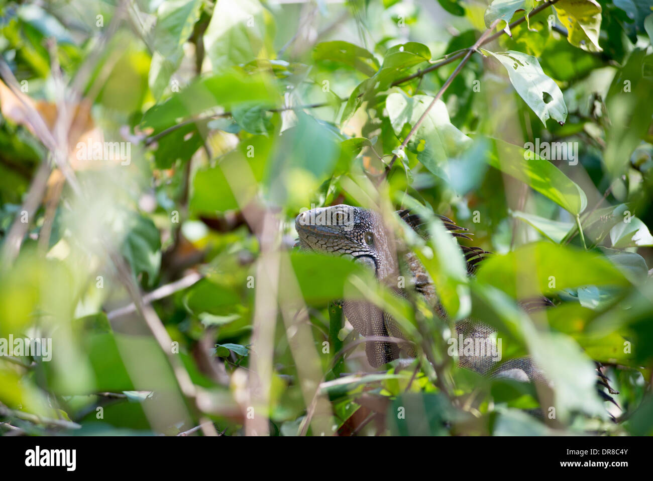 Spiny Tailed Iguana hiding in the brush Stock Photo - Alamy