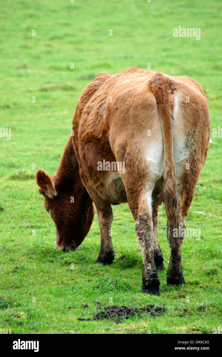 Filthy puddle hi-res stock photography and images - Alamy