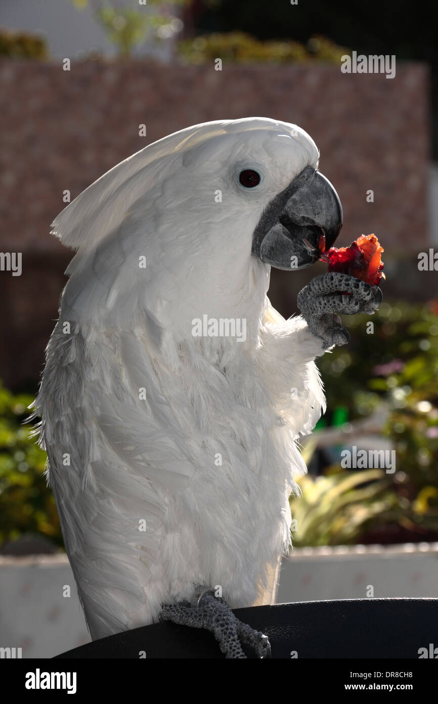 Umbrella cockatoo hi-res stock photography and images - Alamy